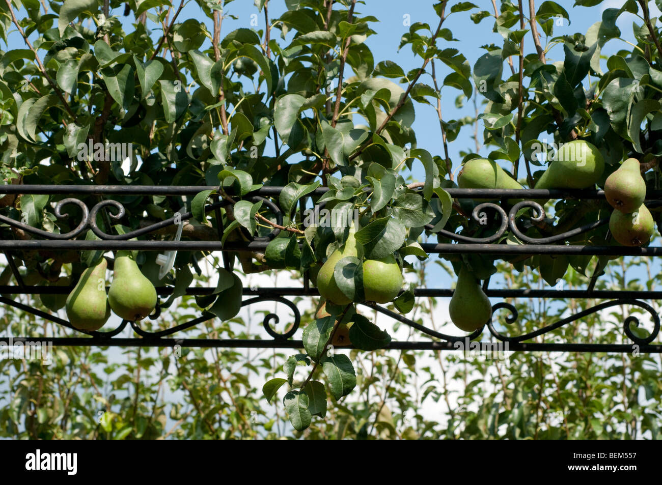 How to grow pears hi-res stock photography and images - Alamy