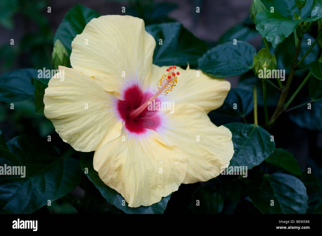 Hibiscus rosa-sinensis Chinese hibiscus Stock Photo - Alamy