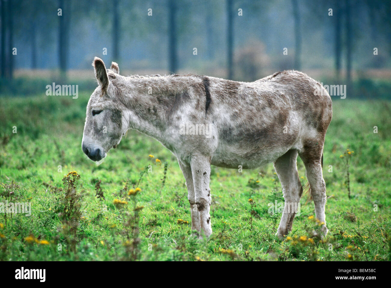 Domestic donkey (Equus asinus) in field, Belgium Stock Photo - Alamy