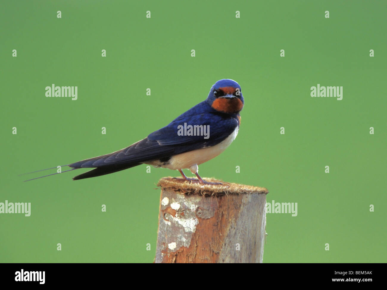 Barn Swallow (Hirundo rustica), Belgium Stock Photo - Alamy