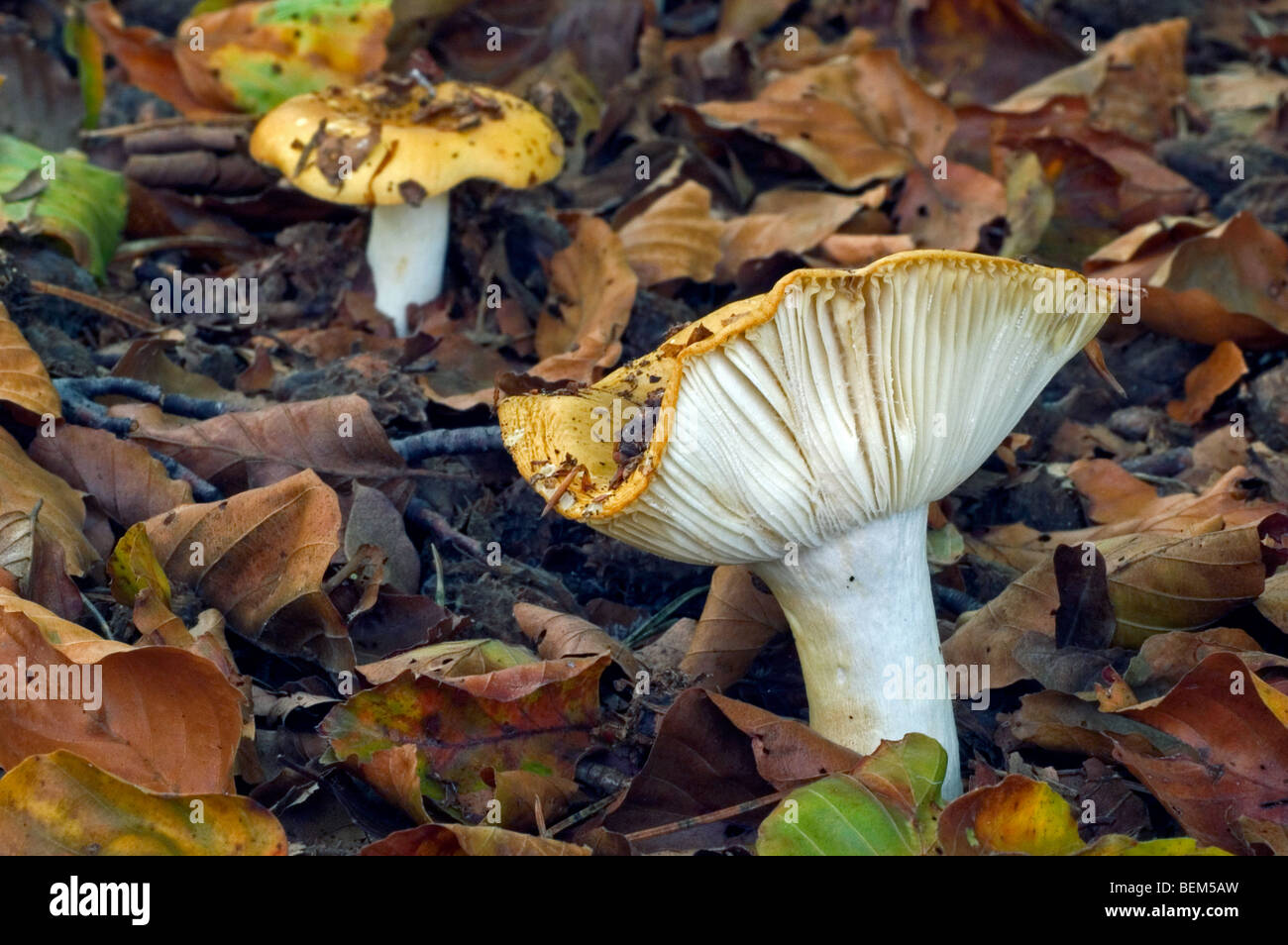 Ochre brittlegill / Common yellow russula (Russula ochroleuca) in beech ...