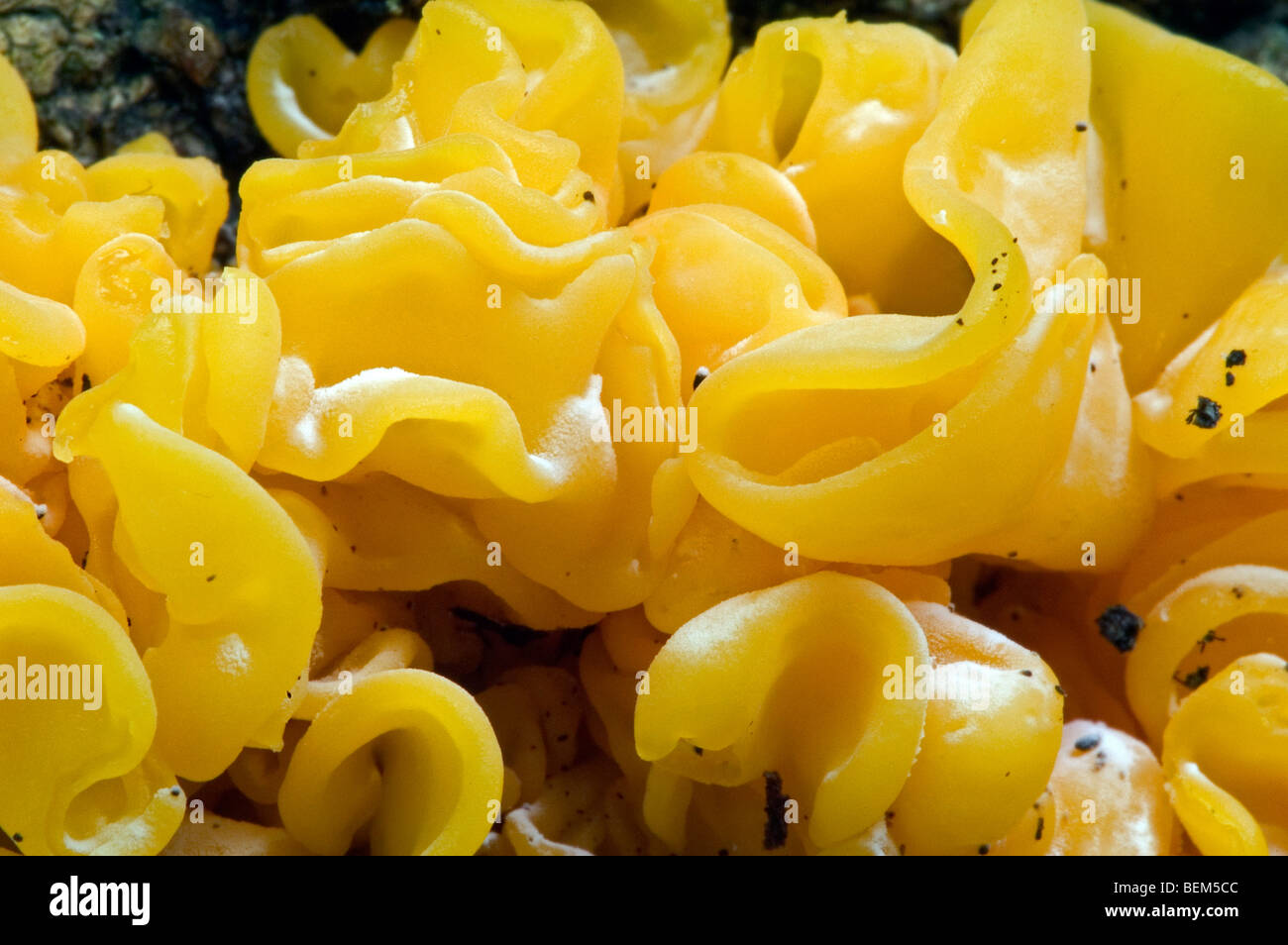 Yellow brain fungus / golden jelly fungus / yellow trembler / witches ...