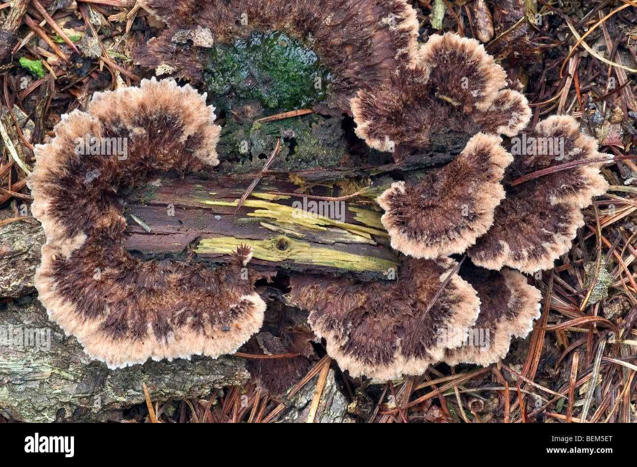 Thelephoraceae hi-res stock photography and images - Alamy