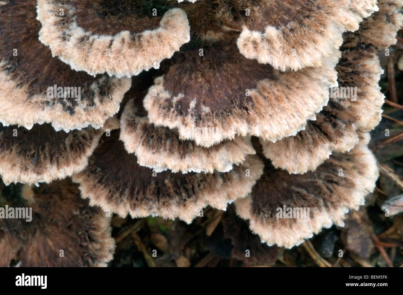 Thelephoraceae hi-res stock photography and images - Alamy