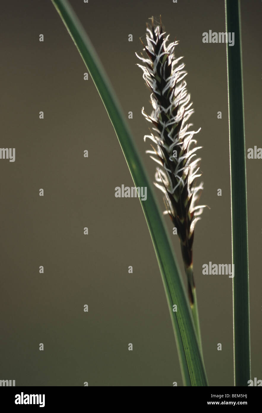 Lesser pond-sedge (Carex acutiformis Stock Photo - Alamy