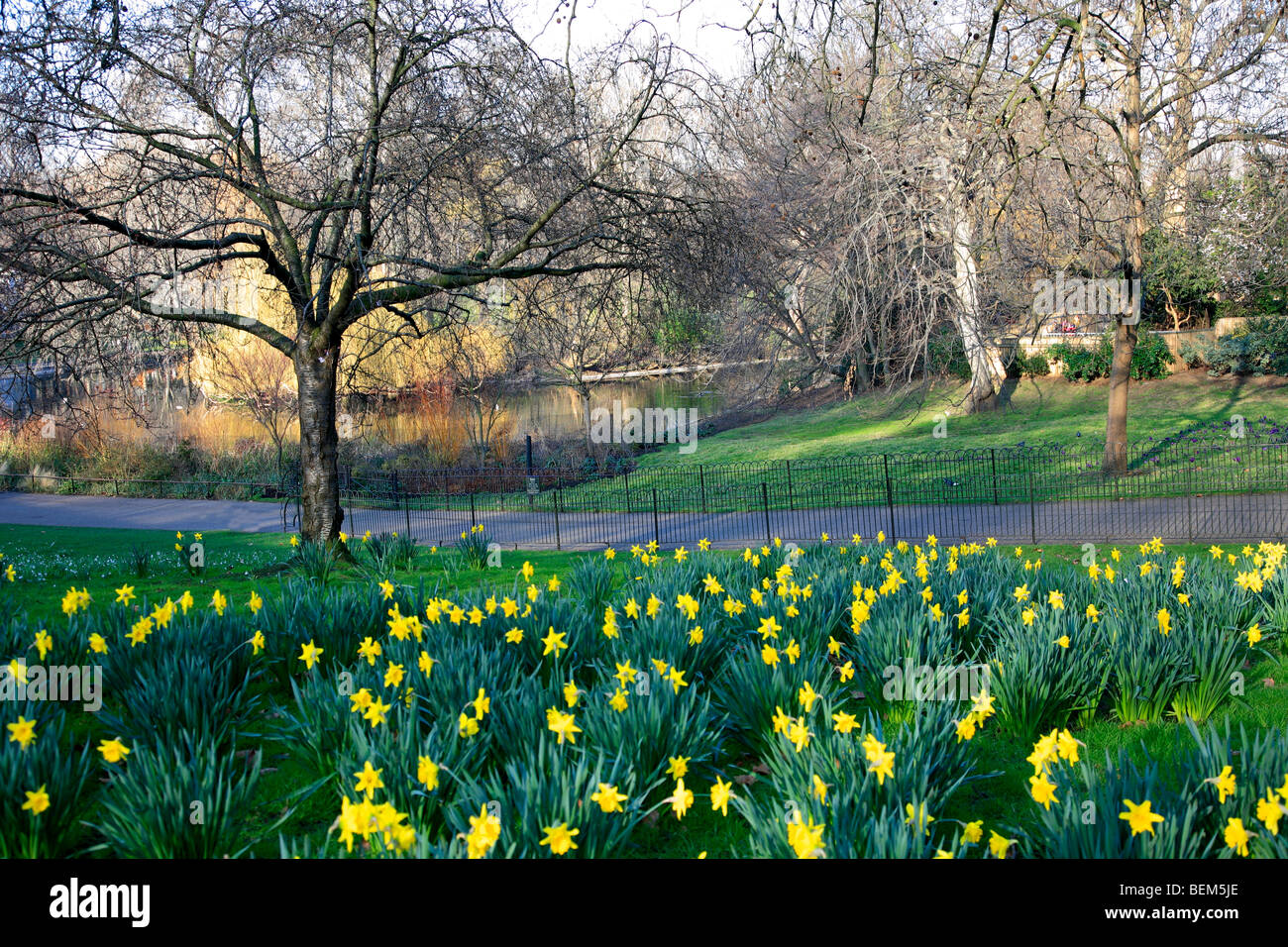 St james park london daffodils hi-res stock photography and images - Alamy
