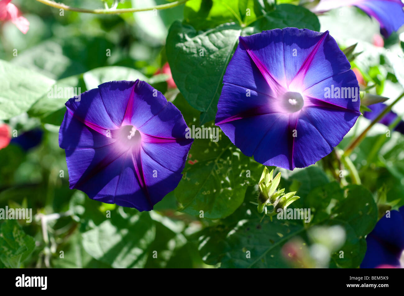 Ipomoea KNIOLAS BLACK KNIGHT Stock Photo - Alamy