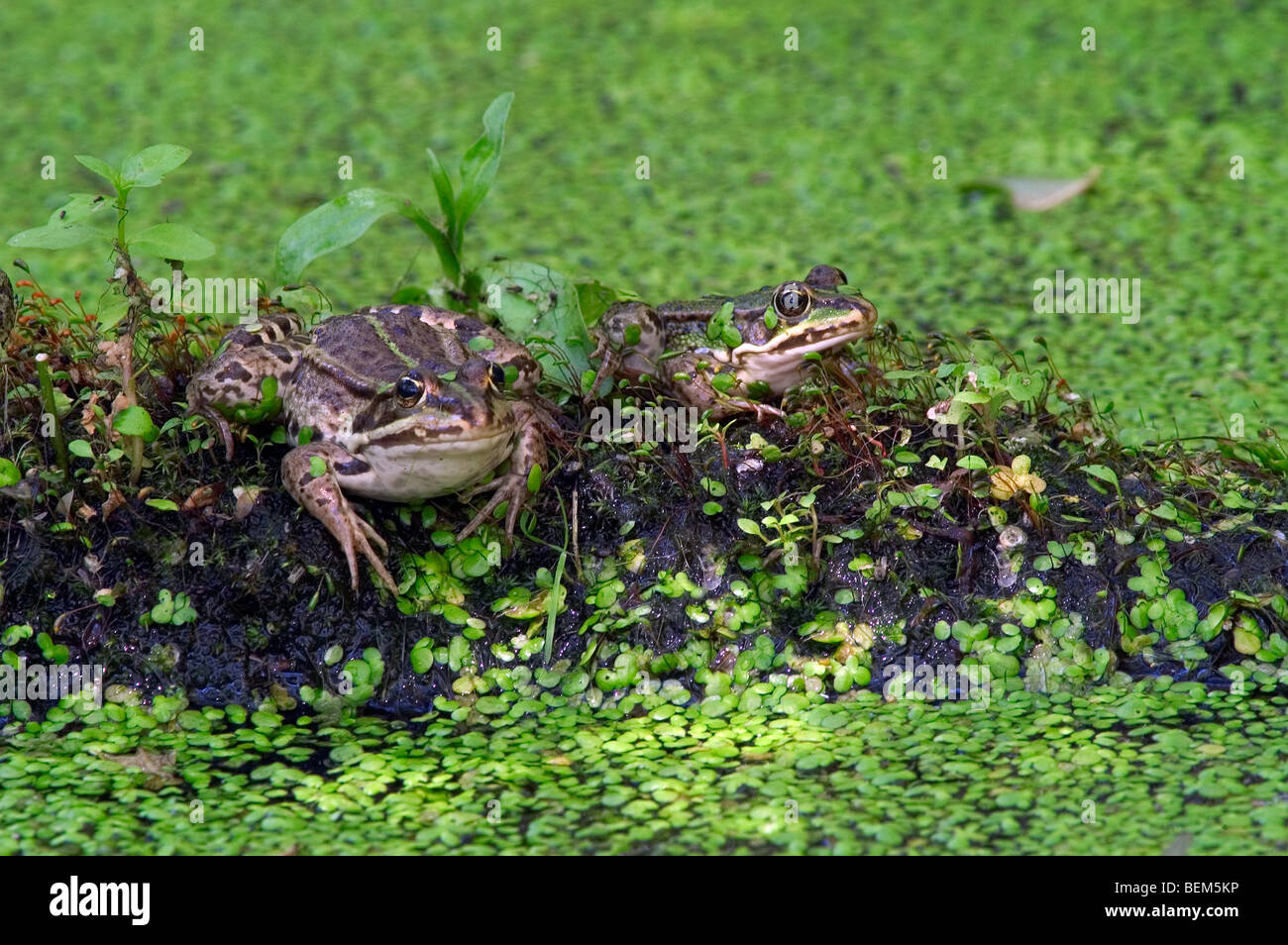Two edible frogs (Pelophylax kl. esculentus / Rana kl. esculenta ...