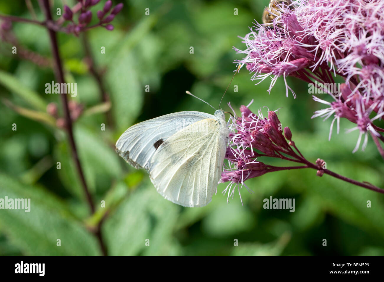 White cabbage butterfly on Eupatorium maculatum Atropurpureum Group ...