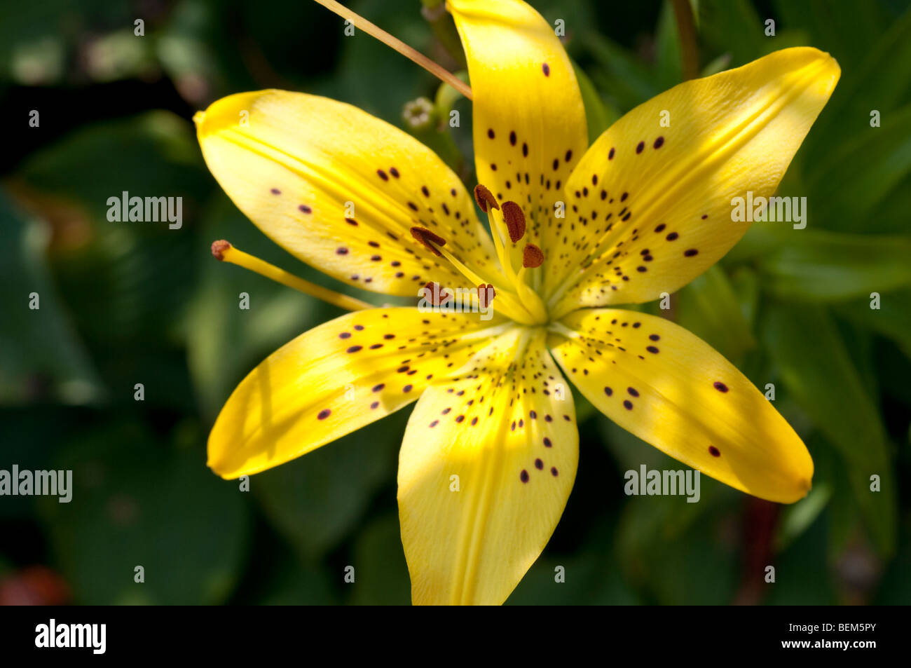 Henryi lily hi-res stock photography and images - Alamy