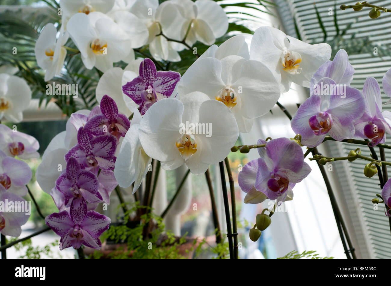 White Moth Orchid (phalaenopsis) High Resolution Stock Photography and ...