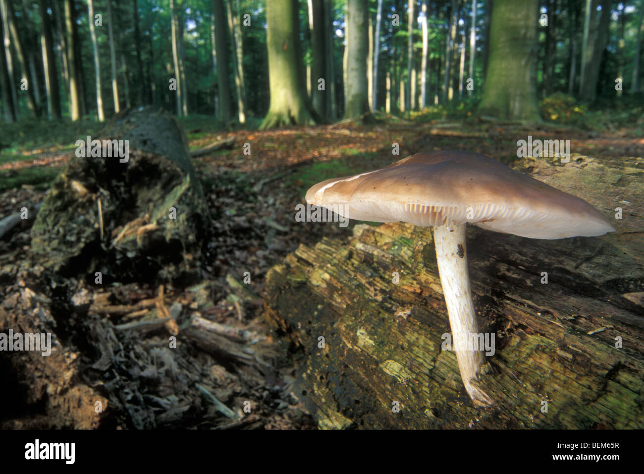 Fawn mushroom hi-res stock photography and images - Alamy