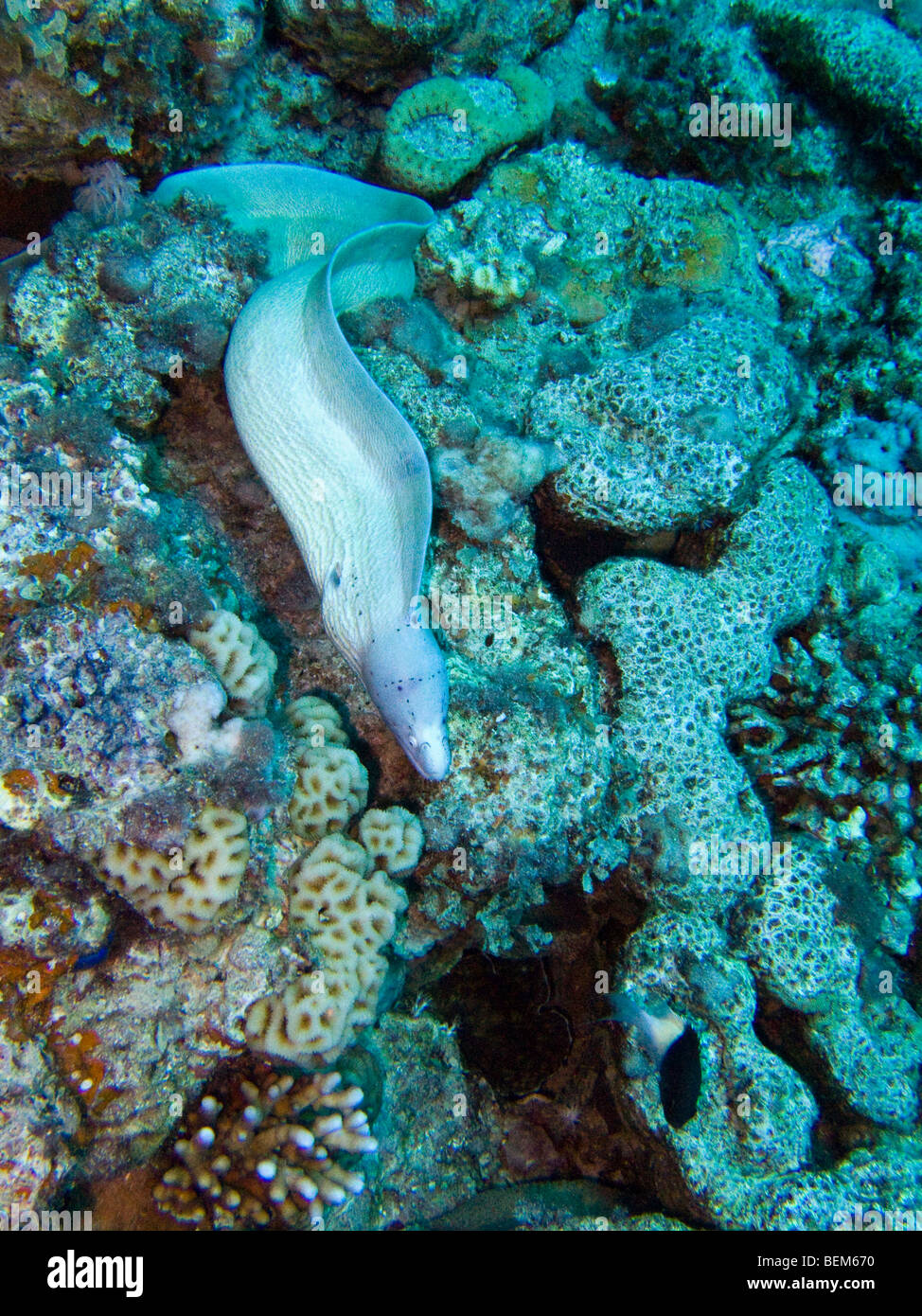Grey Moray Eel in the Red Sea off of Dahab Egypt Stock Photo - Alamy
