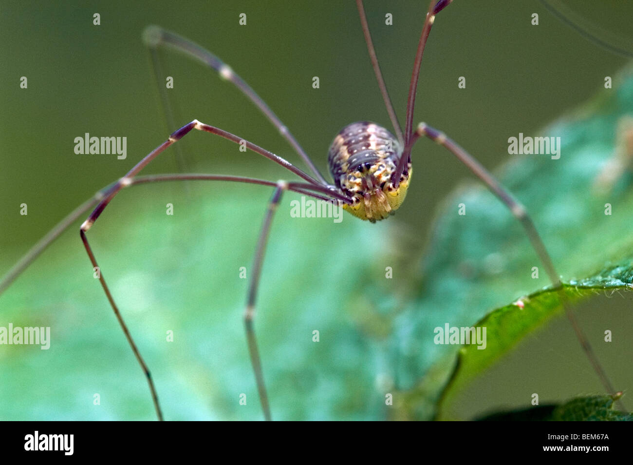 Harvestman opiliones sp hi-res stock photography and images - Alamy