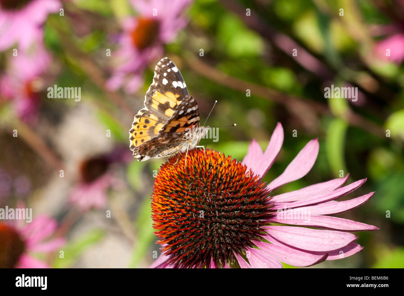 Painted lady butterfly on Echinacea purpurea RUBY GIANT flower Stock ...