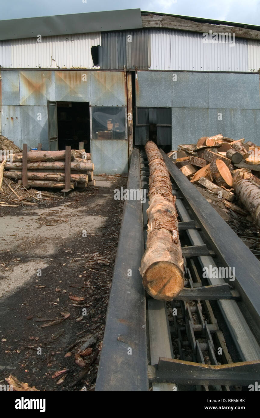 Trees being processed in sawmill, Belgium Stock Photo - Alamy