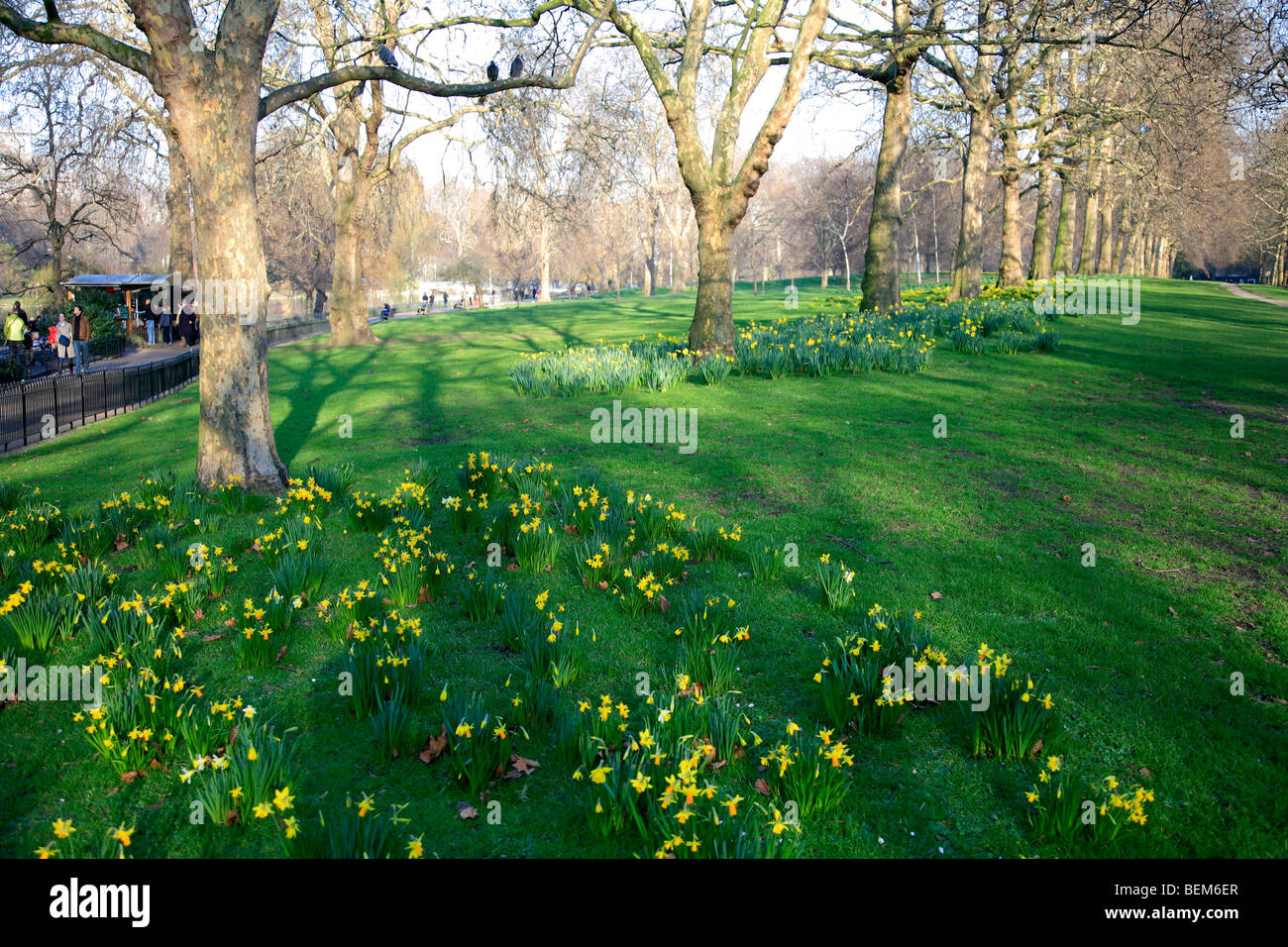 Spring Daffodils St James Park Westminster London Capital City of ...