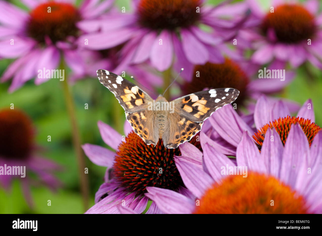 Painted lady butterfly on Echinacea purpurea RUBY GIANT flower Stock ...