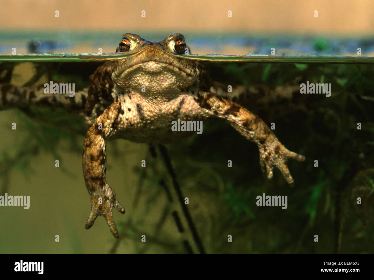 Common toad / European toad (Bufo bufo) floating in pond Stock Photo ...