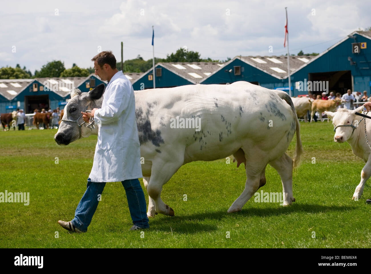 Belgian blue cattle hi-res stock photography and images - Alamy