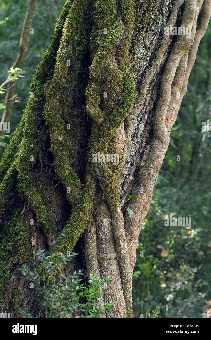 Creeper plant climbing around tree hi-res stock photography and images ...