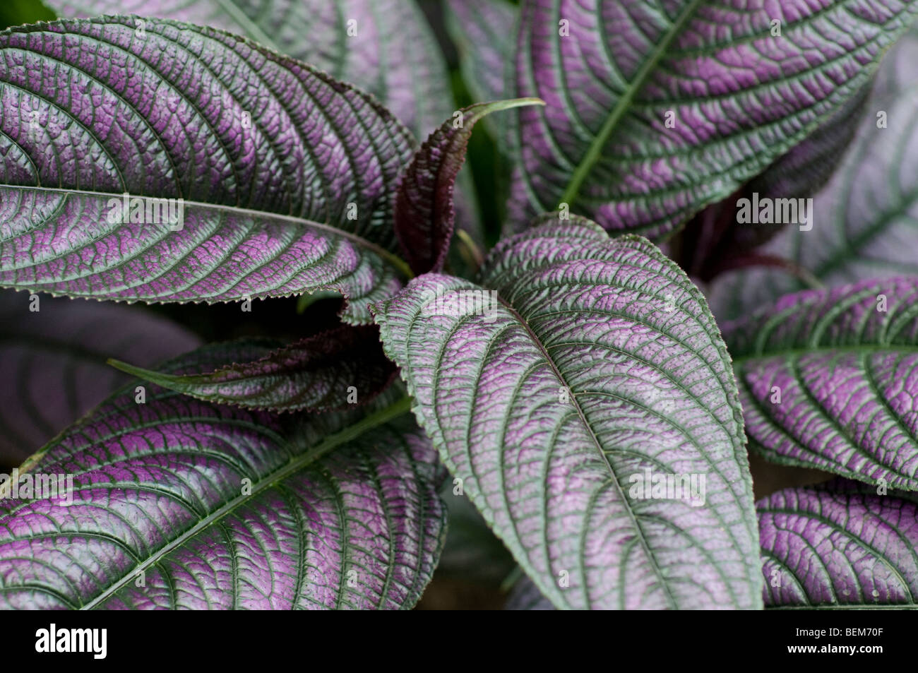 Persian shield Strobilanthes dyerianus Stock Photo - Alamy
