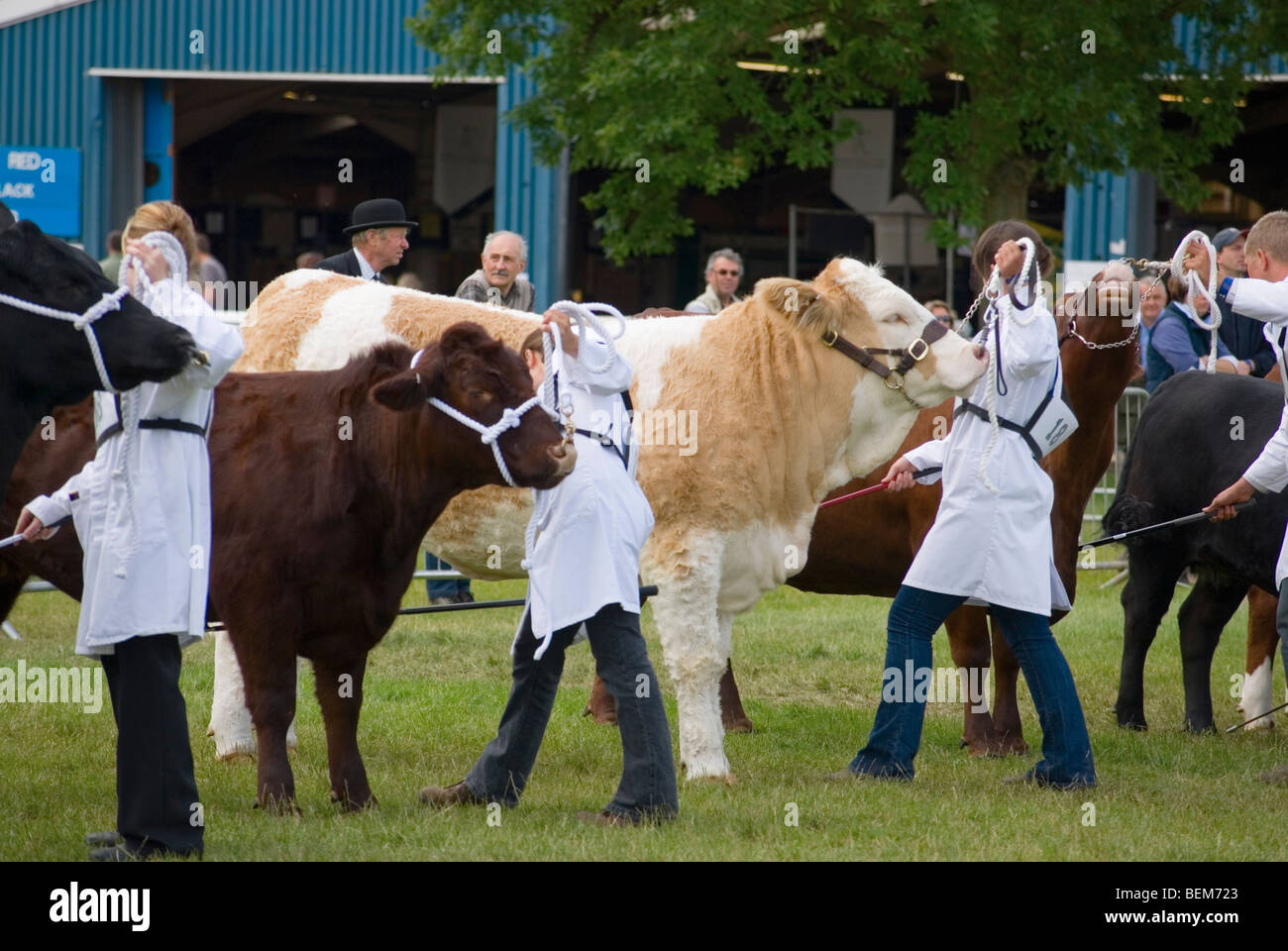 Young handlers with Cattle in show ring Stock Photo - Alamy