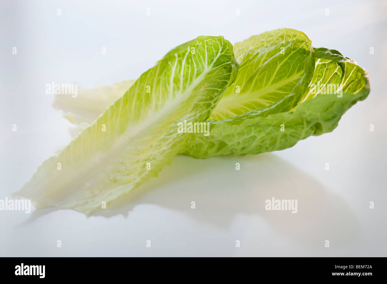 Romaine lettuce photos hi-res stock photography and images - Alamy