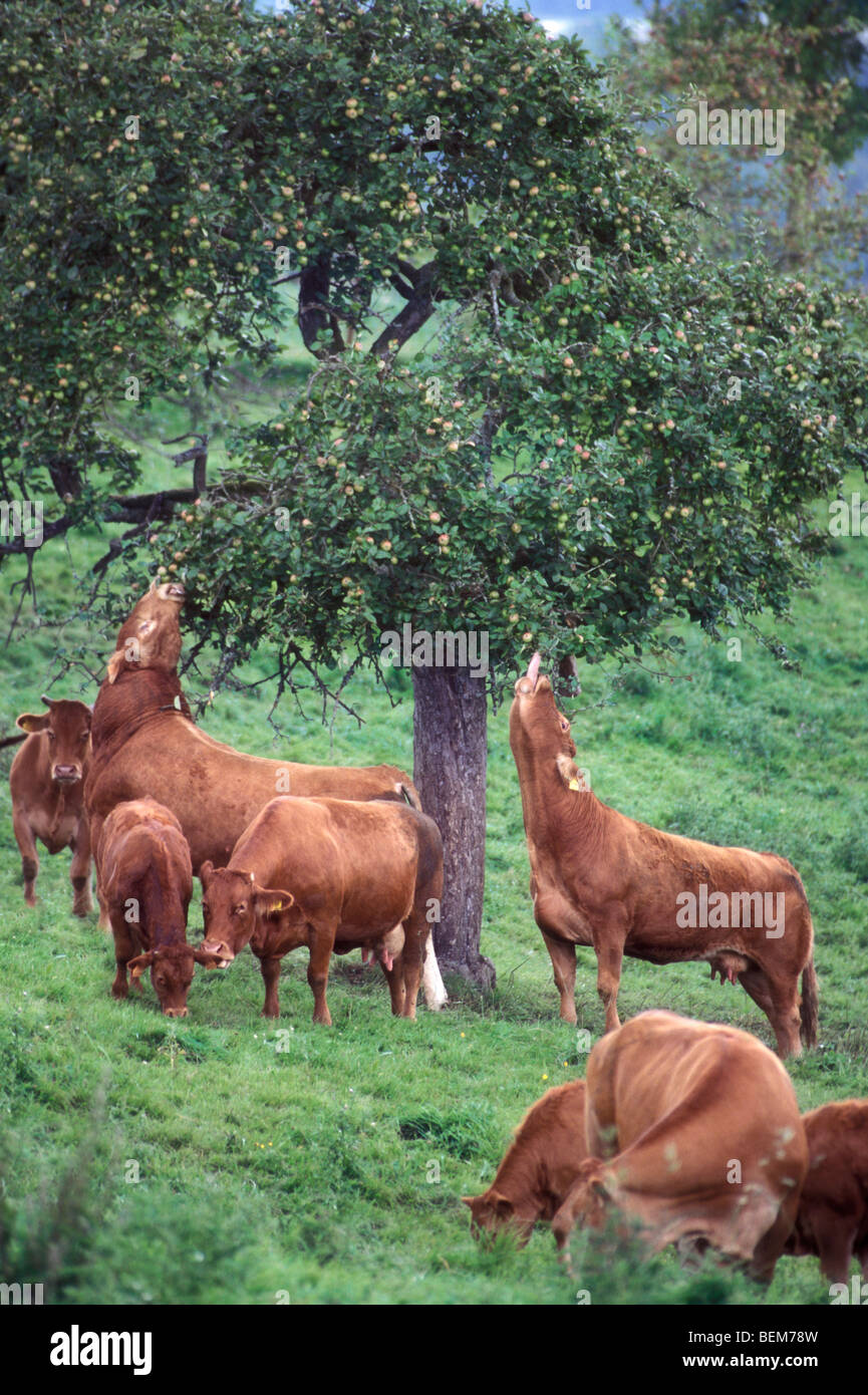 Cow and apples hi-res stock photography and images - Alamy