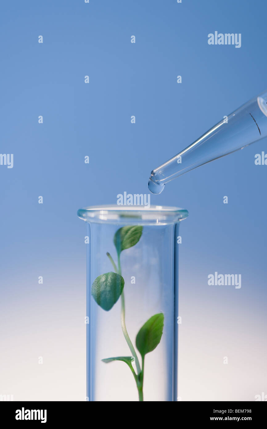 Test tube with plants Stock Photo - Alamy