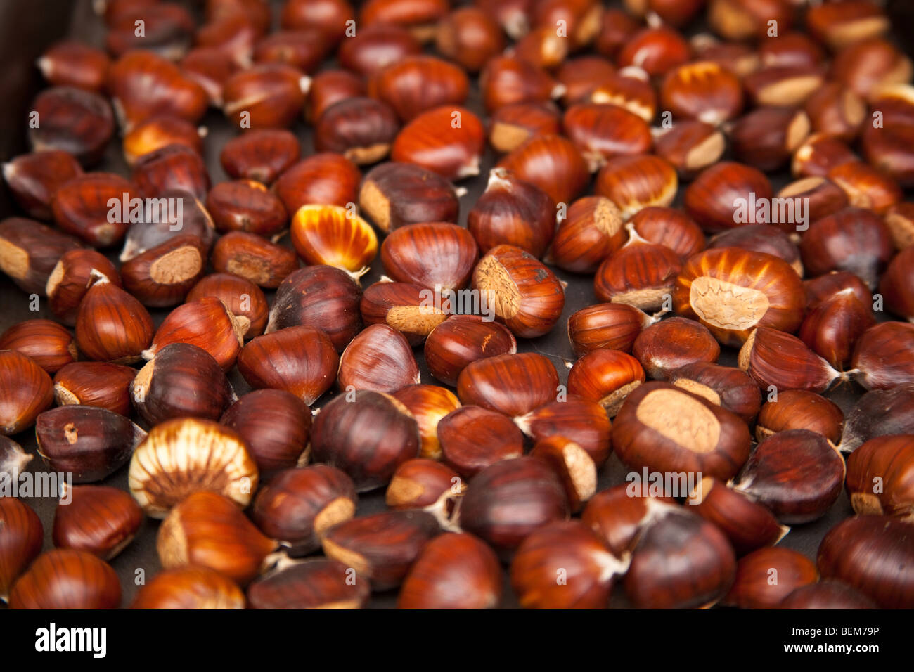 Foraging for chestnuts hi-res stock photography and images - Alamy