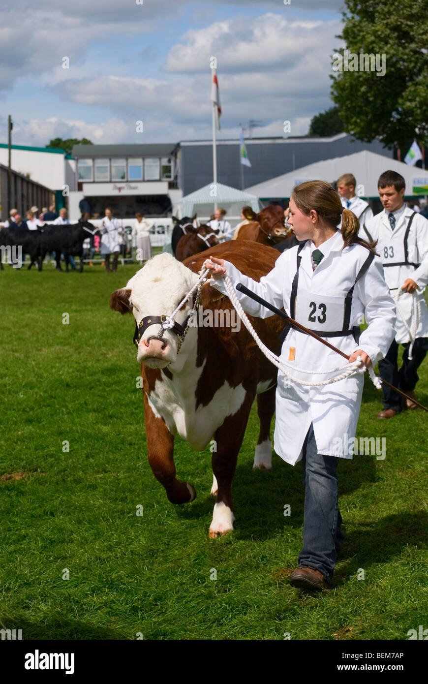 Guernsey bull hi-res stock photography and images - Alamy