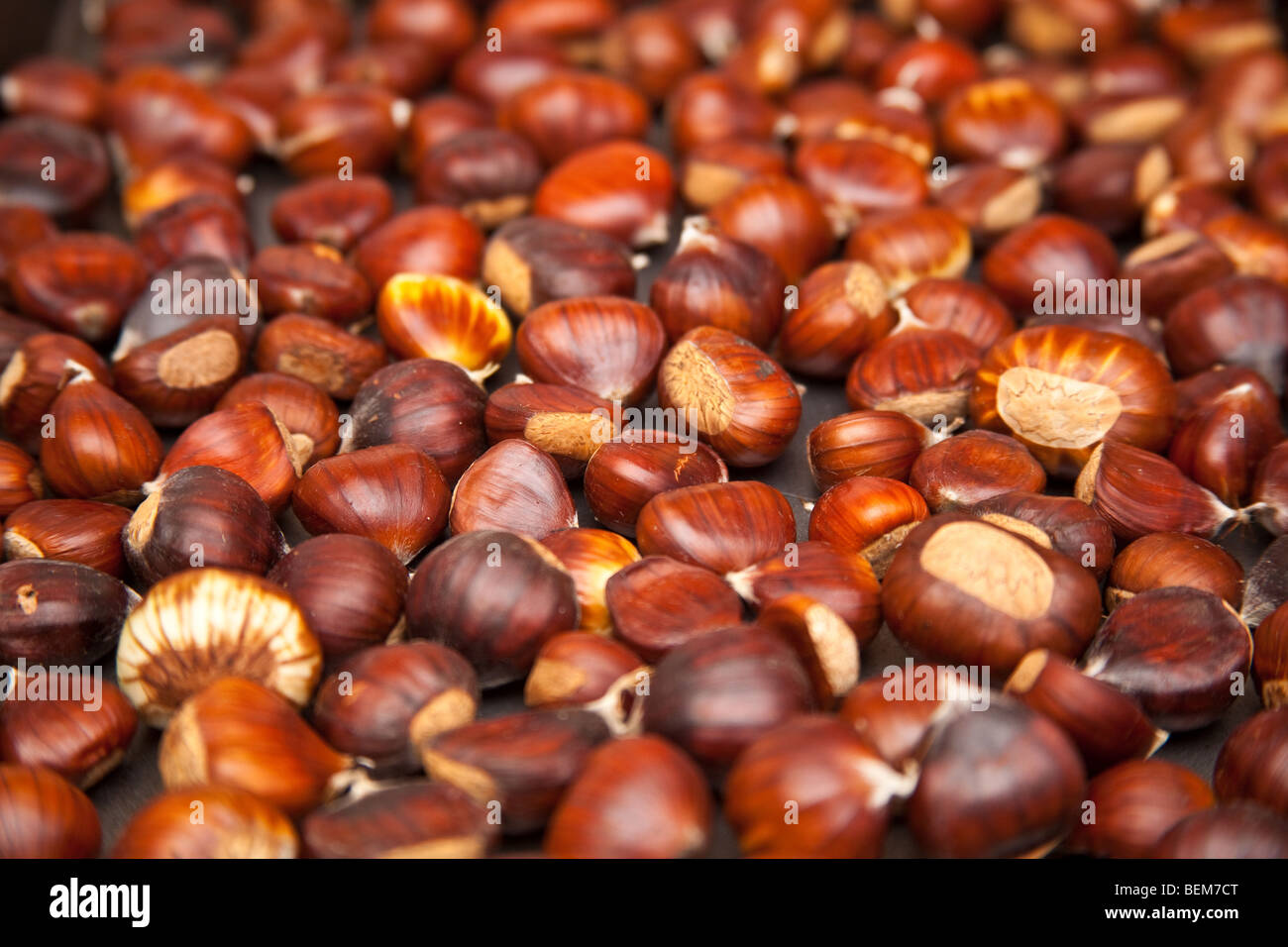 Foraging for sweet chestnuts hi-res stock photography and images - Alamy