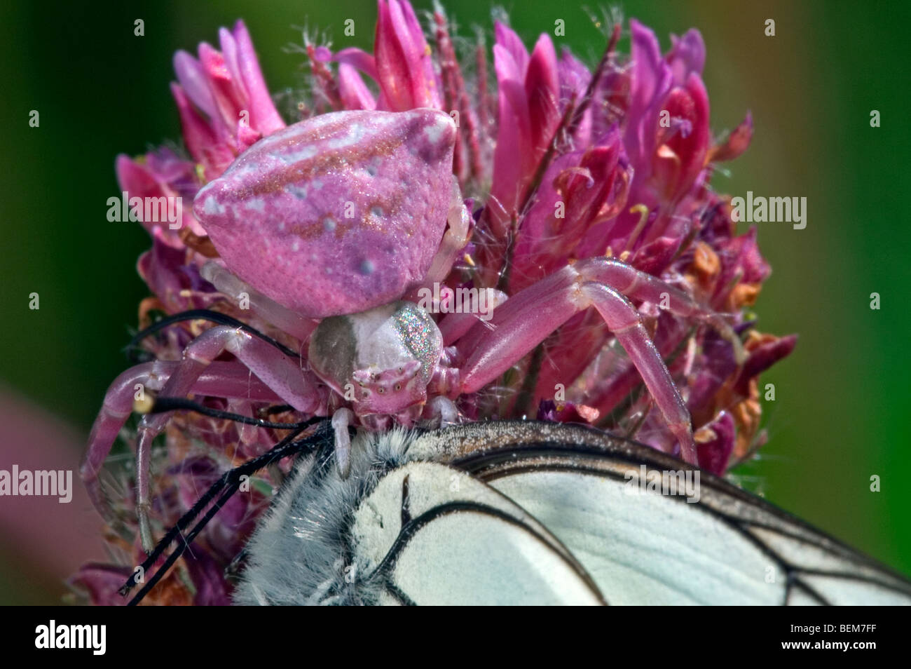 Crab spider butterfly hi-res stock photography and images - Alamy