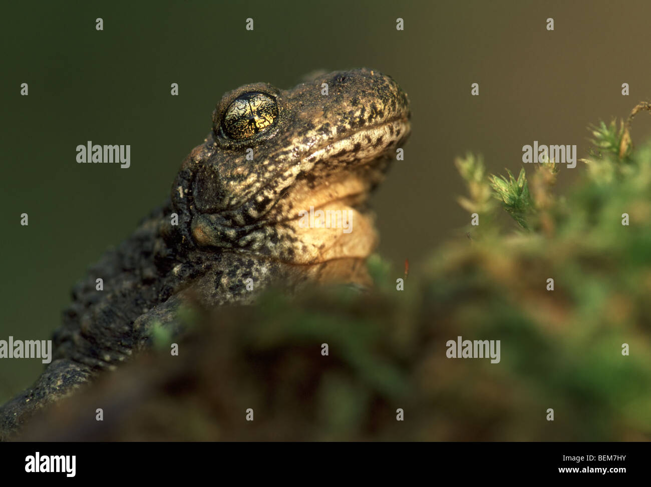 Common midwife toad (Alytes obstetricans) close up Stock Photo - Alamy