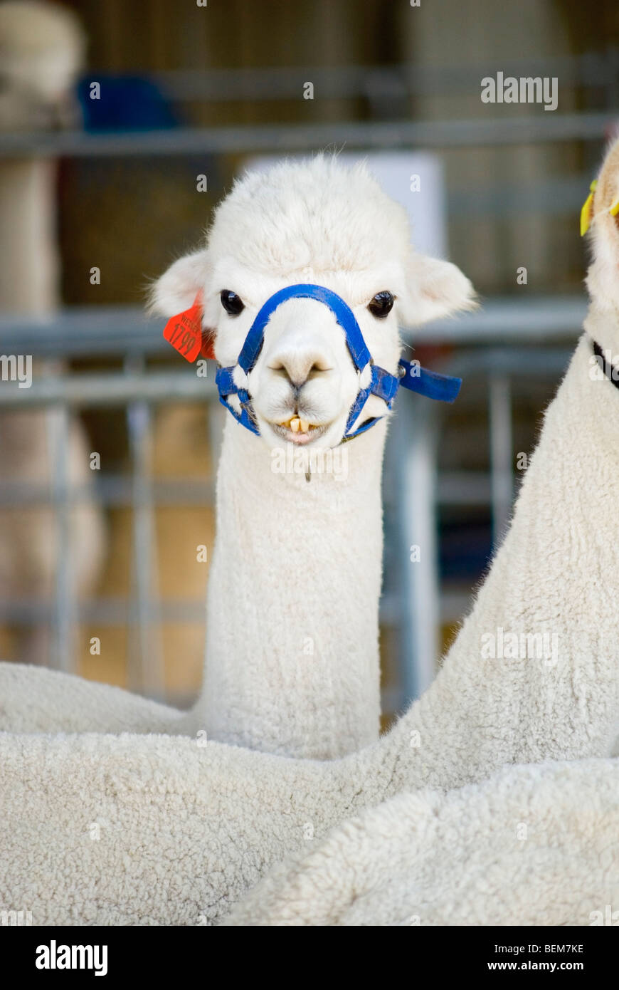 Alpaca up close hi-res stock photography and images - Alamy