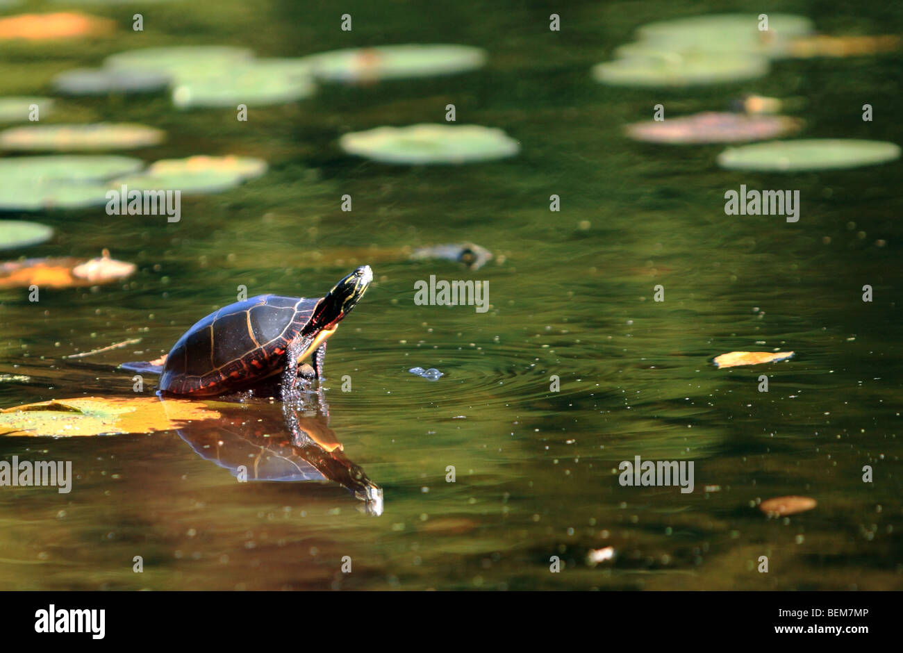 Basking Terrapins High Resolution Stock Photography and Images - Alamy