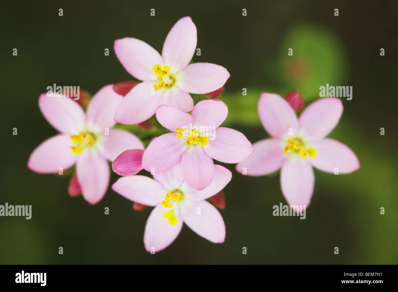 Close up common centaury hi-res stock photography and images - Alamy