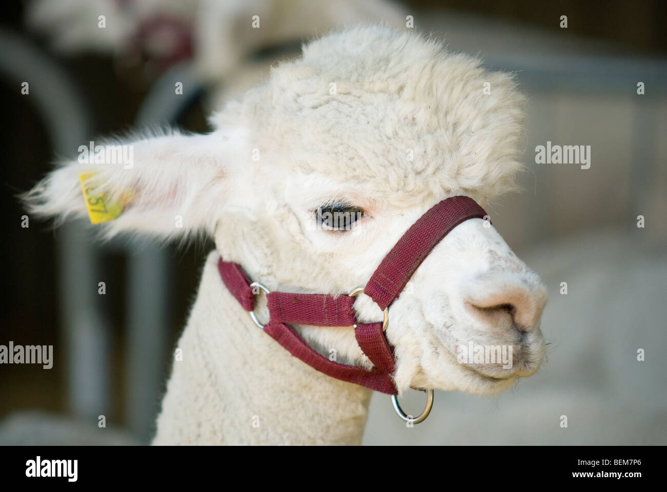 Show alpaca hi-res stock photography and images - Alamy