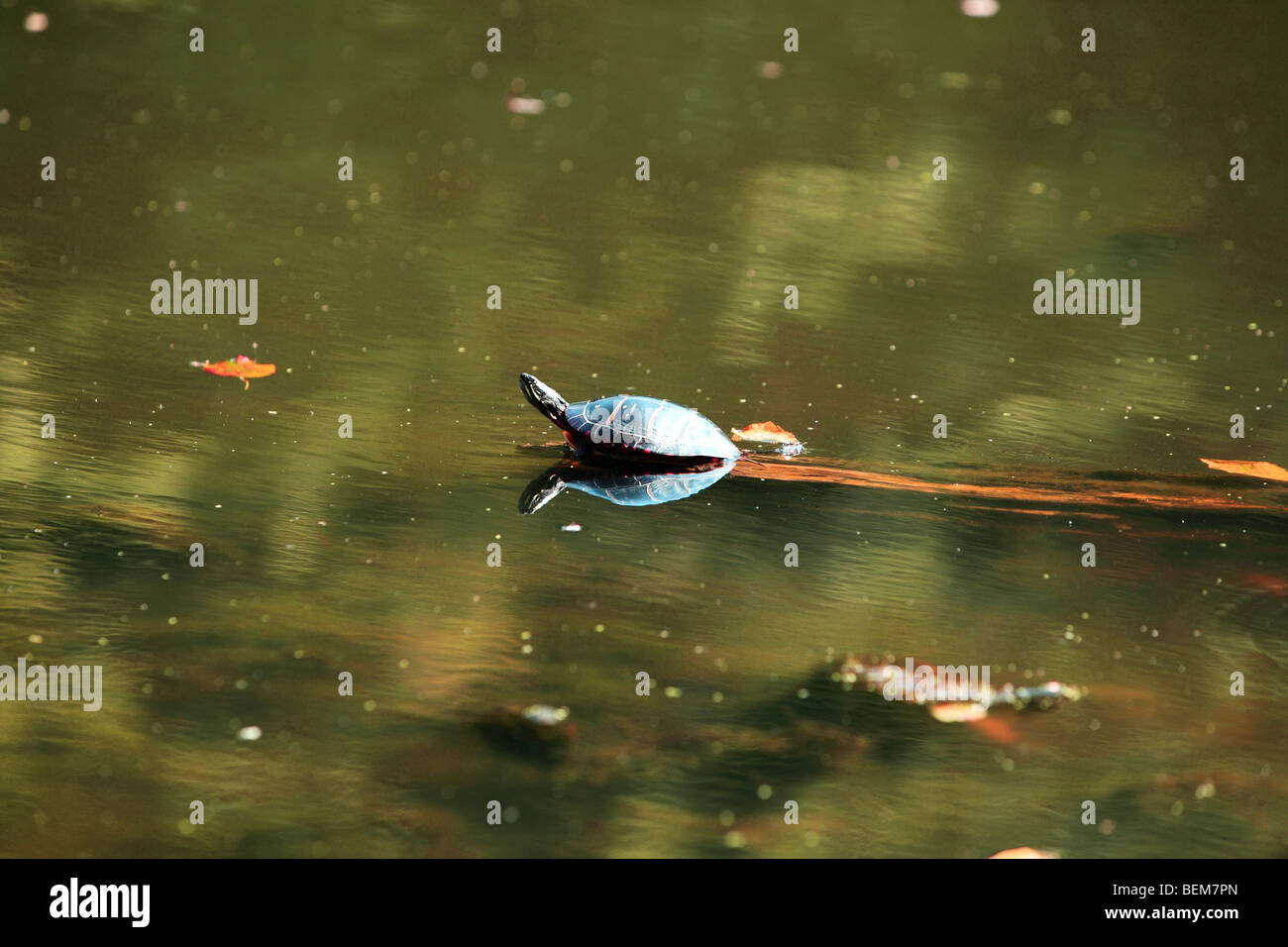Basking terrapins hi-res stock photography and images - Alamy