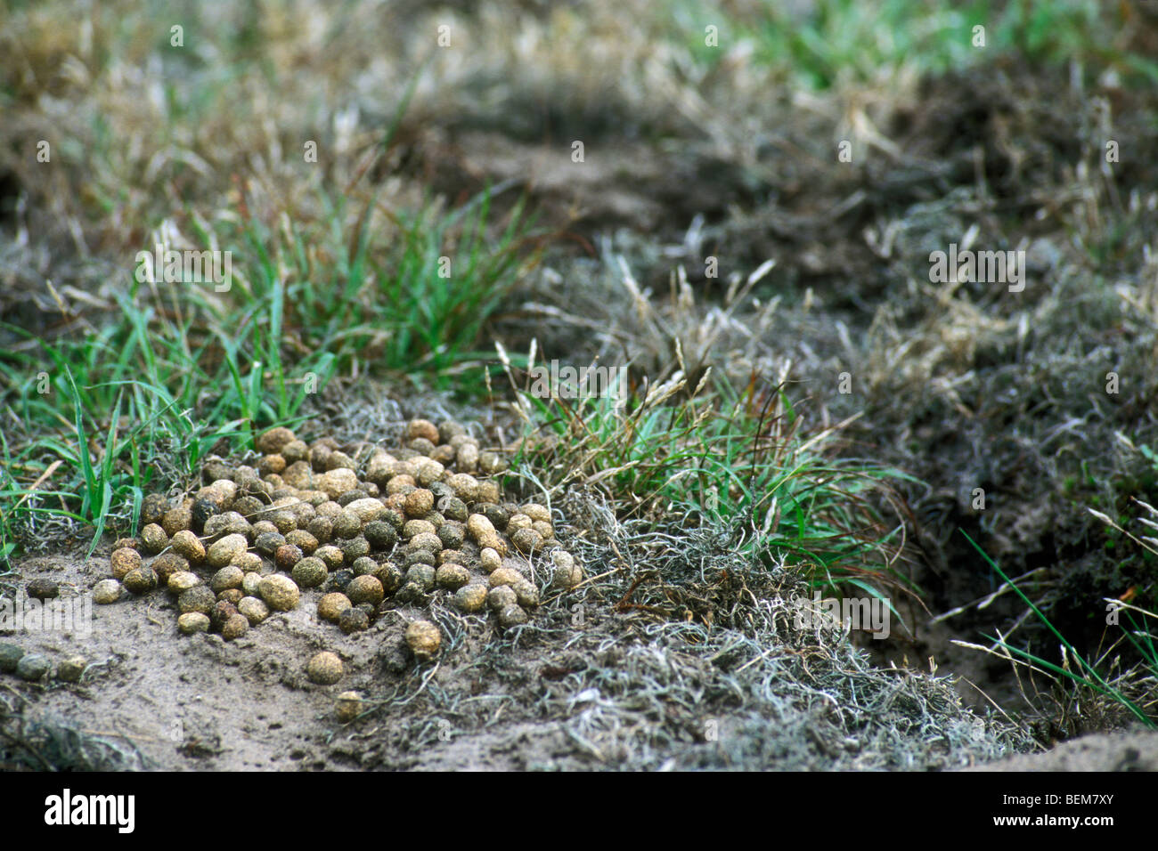 Animal droppings uk hi-res stock photography and images - Alamy