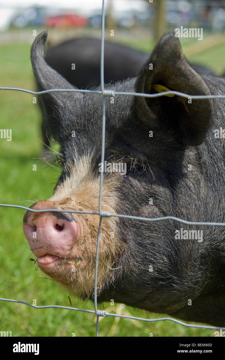 Pig behind wire fence hi-res stock photography and images - Alamy