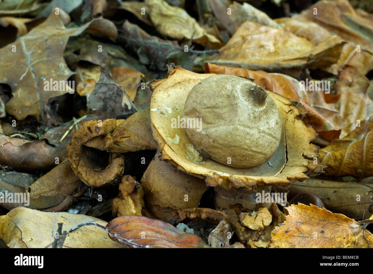 Collared earthstar / saucered earthstar / triple earthstar (Geastrum ...