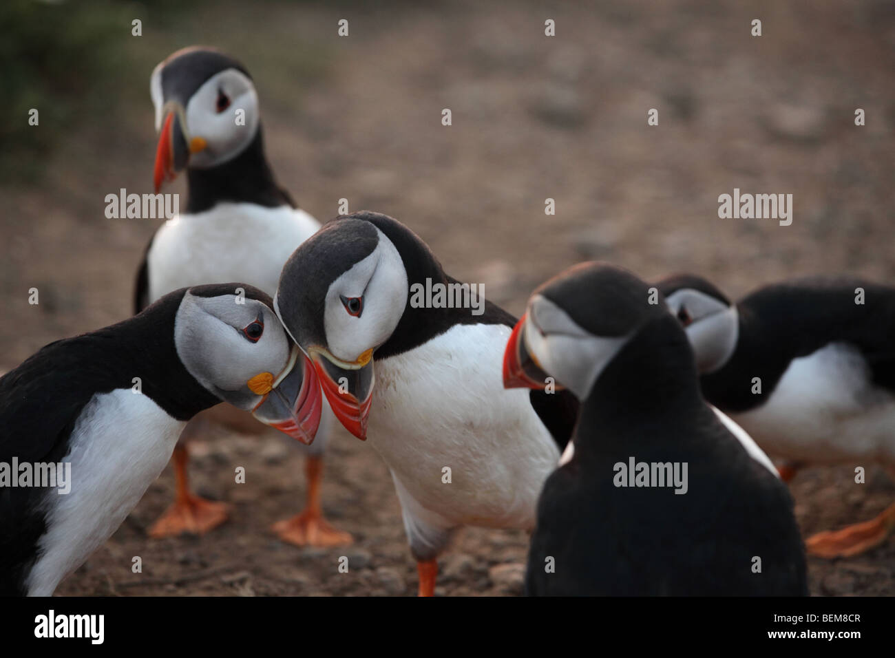 Tapping Beak High Resolution Stock Photography and Images - Alamy
