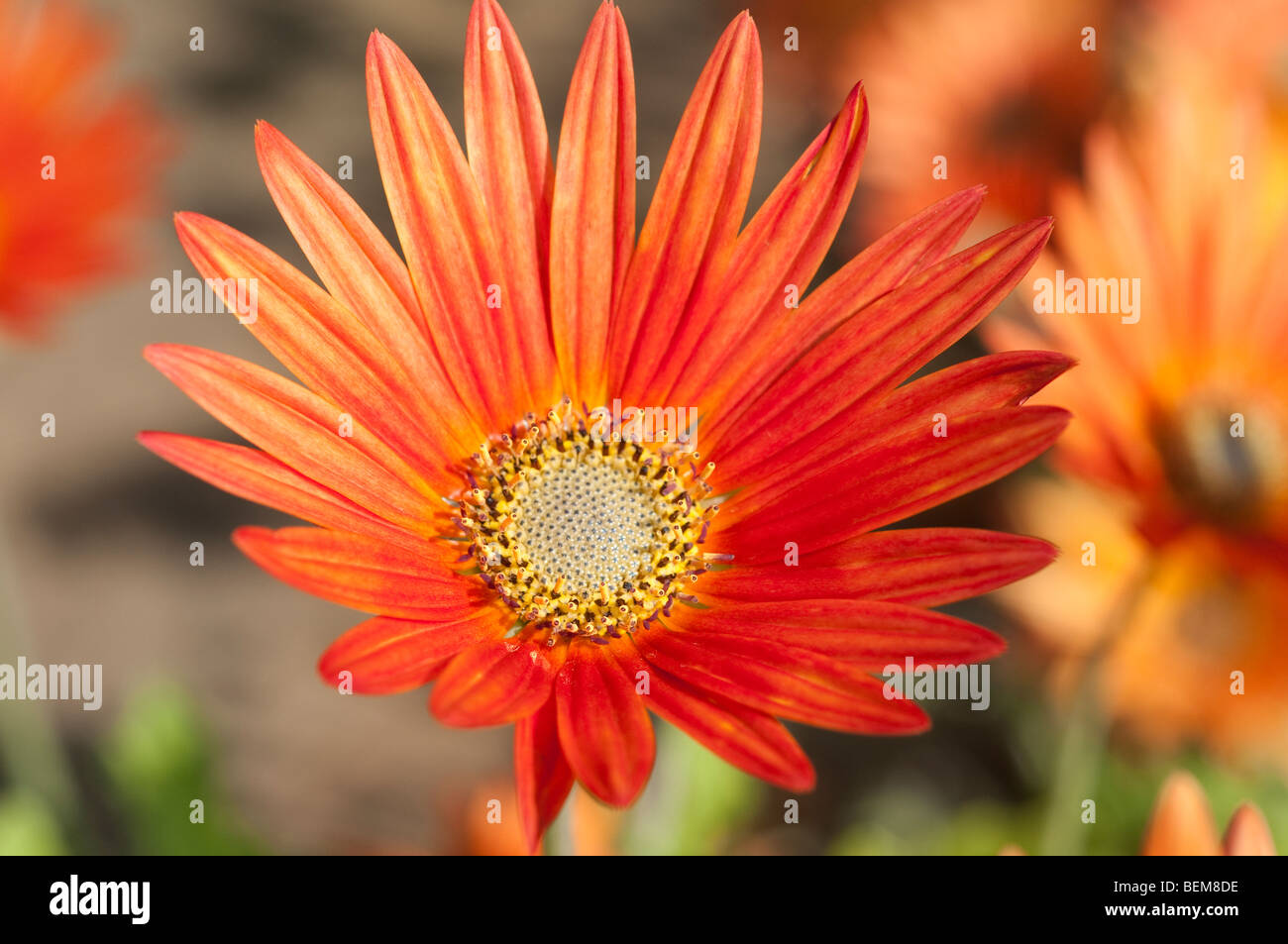 African daisy hi-res stock photography and images - Alamy