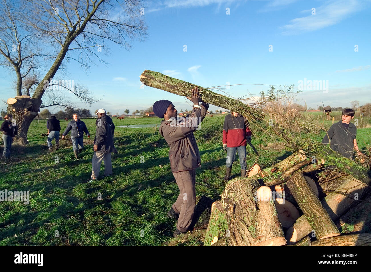 Volunteers pruning willow trees during maintenance works in nature ...