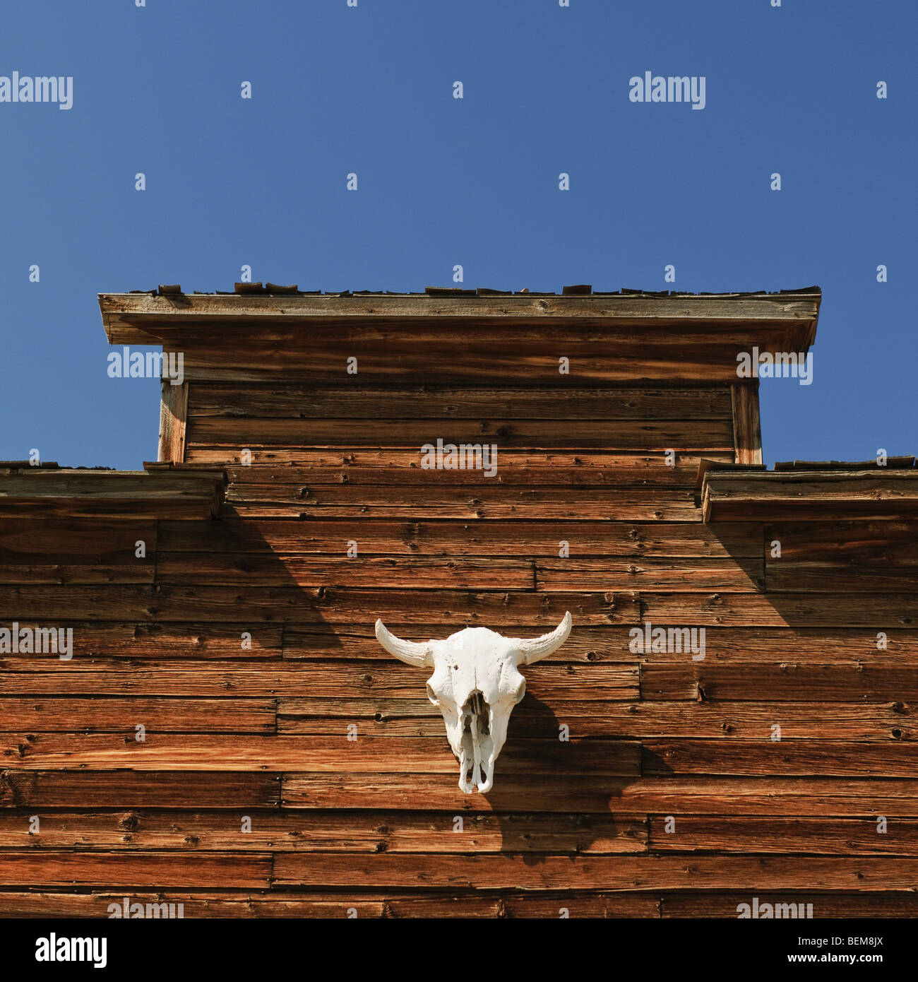Steer skull on barn Stock Photo - Alamy