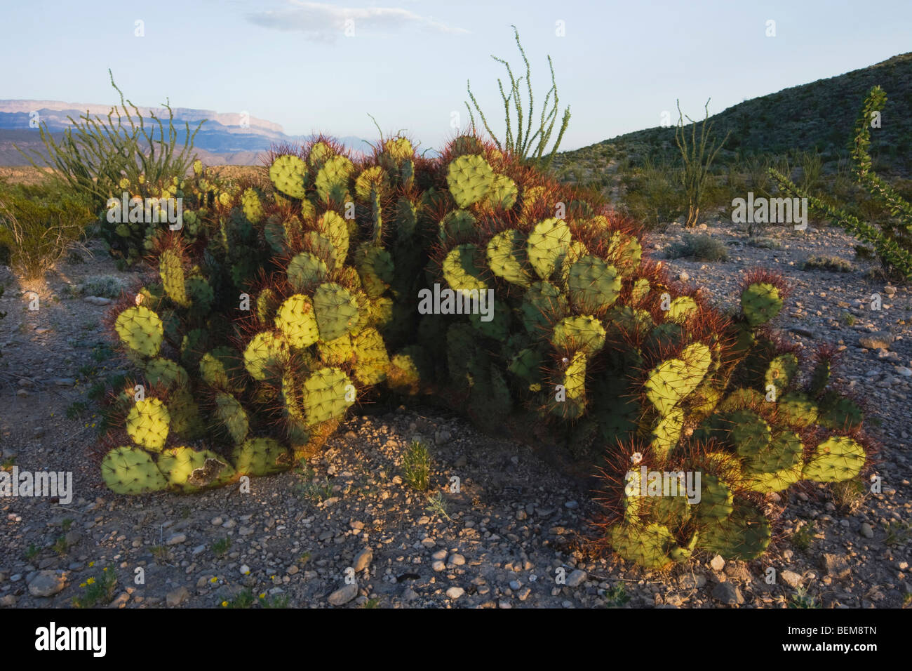 Prickly Pear Cactus (Opuntia sp.) in desert, Chisos Mountains, Big Bend ...