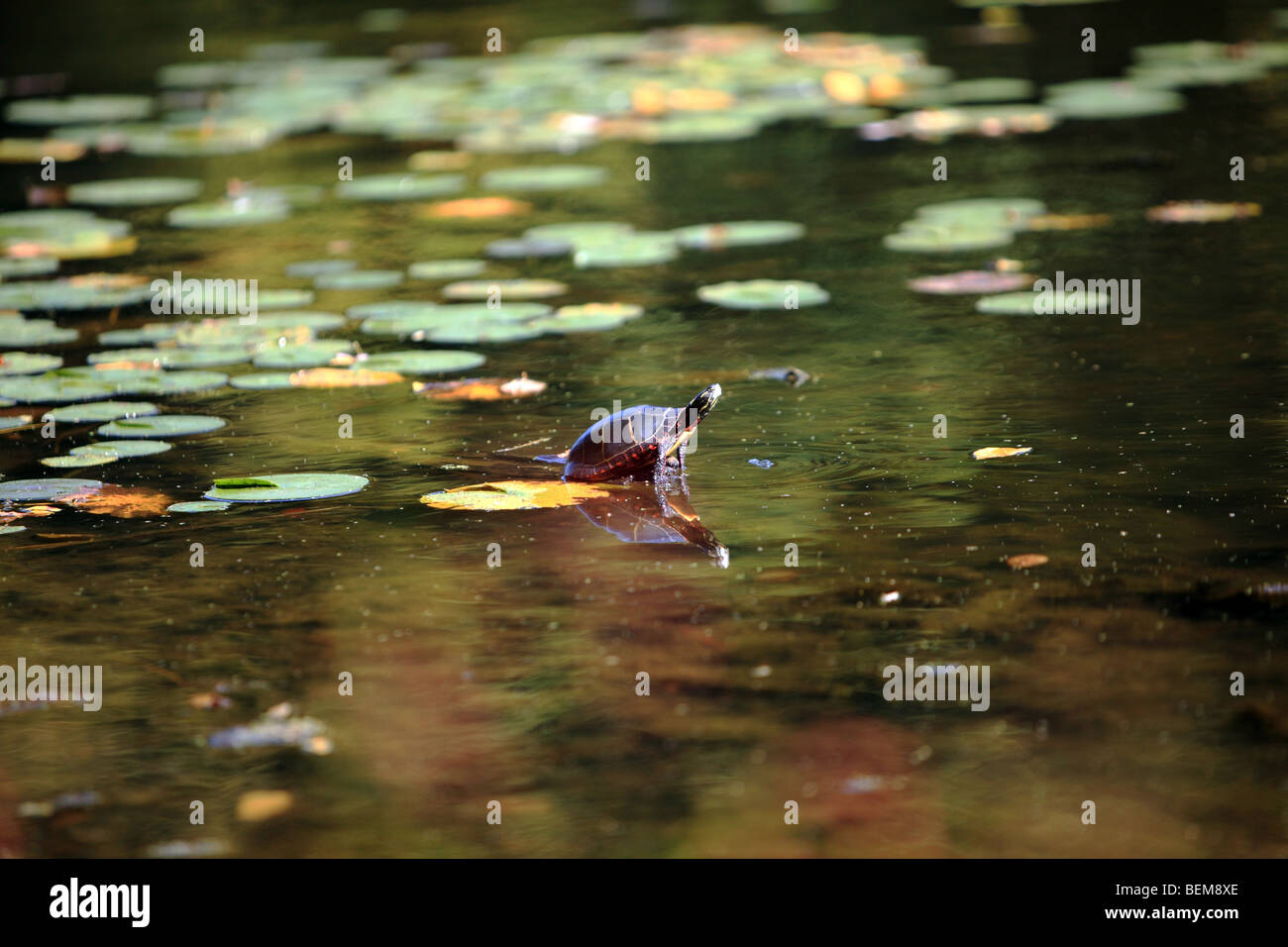 Basking terrapins hi-res stock photography and images - Alamy
