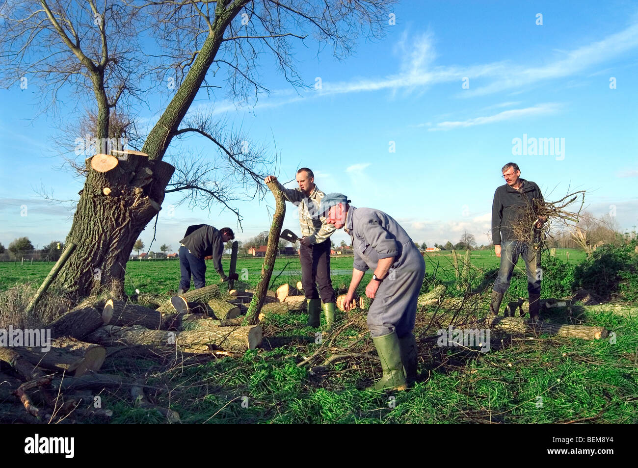 Volunteers pruning willow trees during maintenance works in nature ...